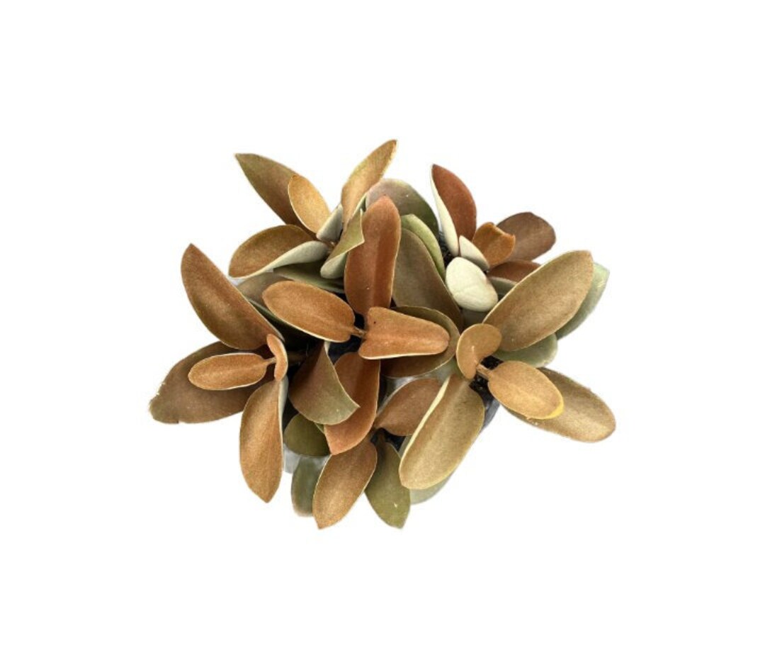 Copper Spoon Plant | 1 Gallon | Kalanchoe Orgyalis | Live Succulent ...