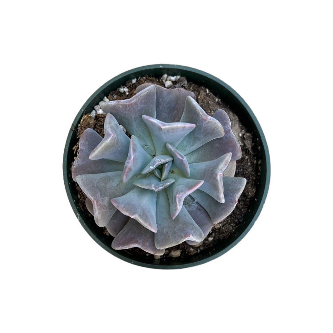 Echeveria Misty Lilac | 4 Inch | Live Succulent Plant | Indoor Plant ...
