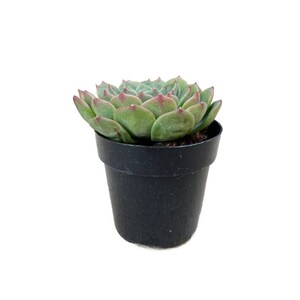 Echeveria Elfstone | 2.5 Inch | Echeveria Hybrid | Live Succulent Plant ...