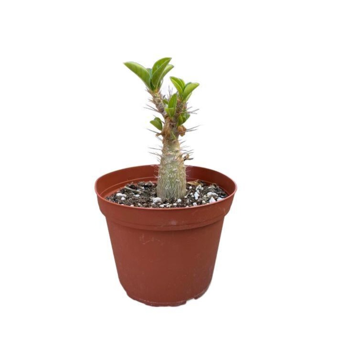 Bottle Tree No 12 | 6 Inch | Pachypodium Lealii | Live Succulent Plant ...