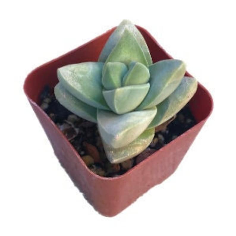 Moonglow 2 Inch Crassula Live Succulent Plant Indoor - Etsy