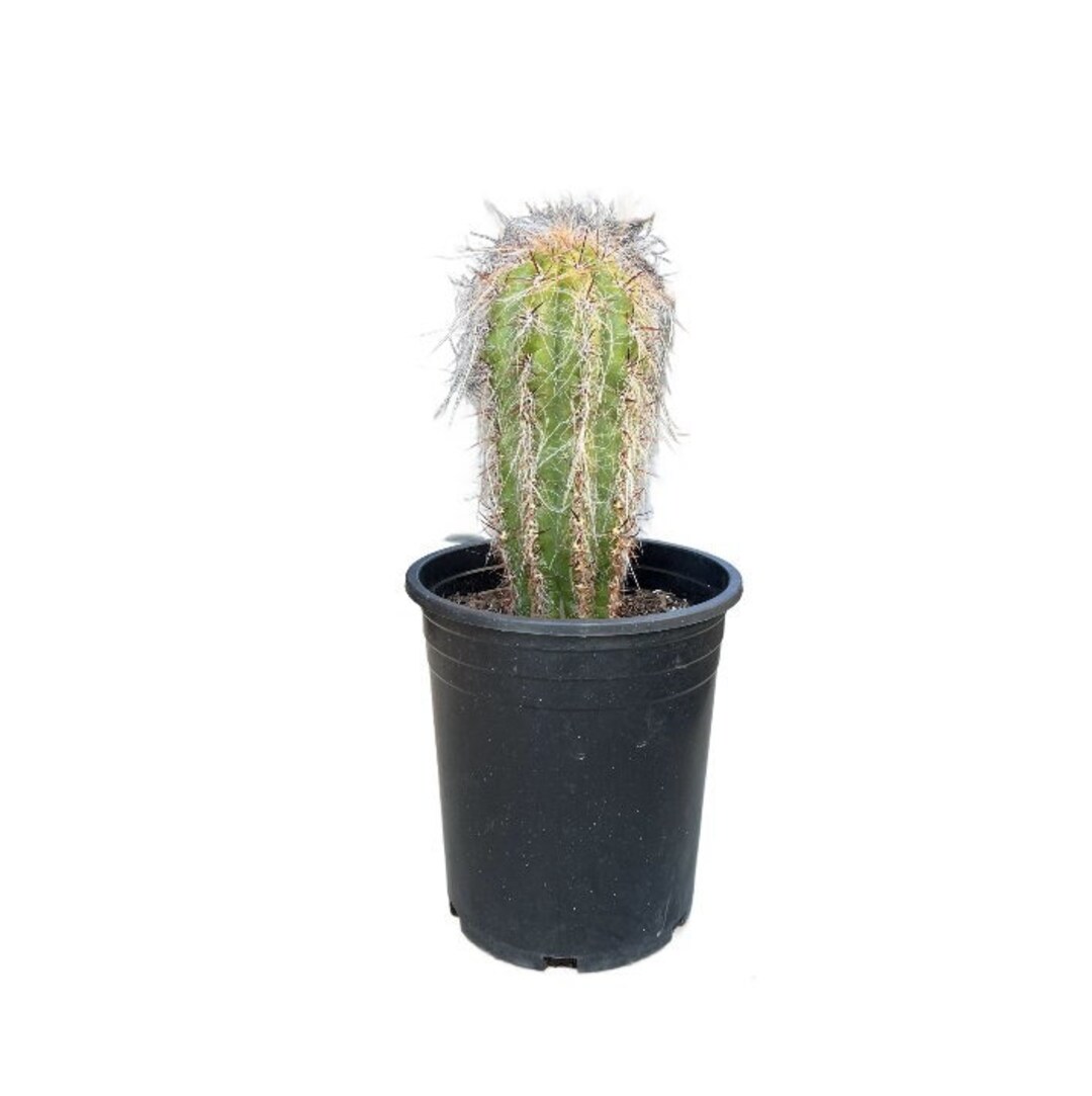 Old Man of the Andes Cactus No 03 5 Gallon Oreocereus Celsianus Live ...