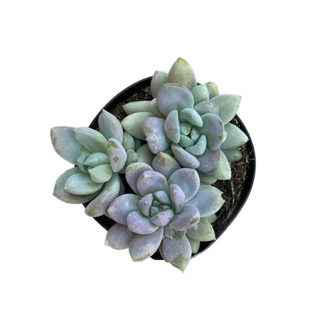 Sedeveria Lilac Mist | 4 Inch | Live Succulent Plant | Indoor Plant ...