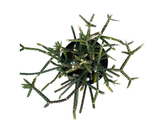 Jungle Snow Cactus | 4 Inch | Furry Cactus | Rhipsalis Pilocarpa | Live ...