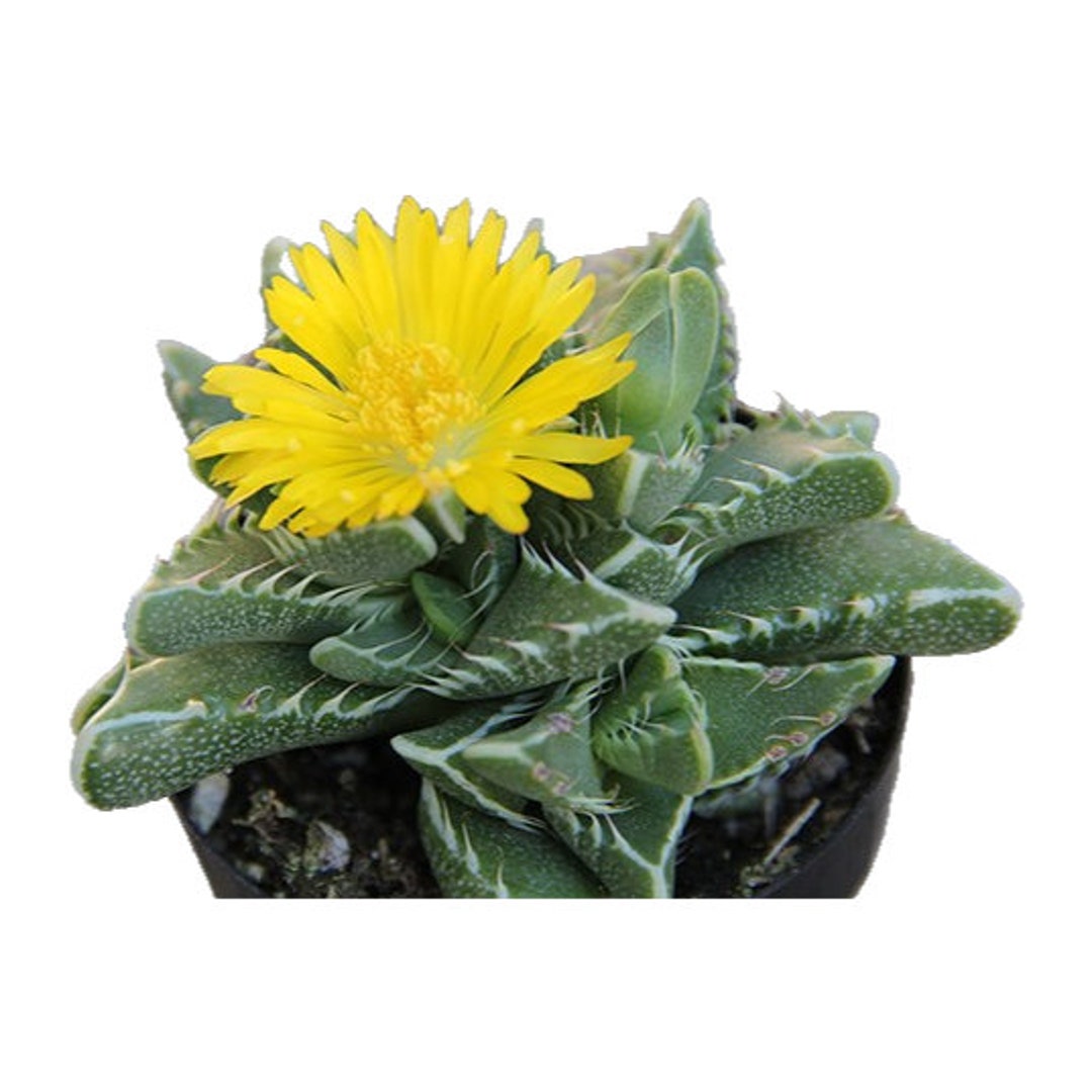 Tiger's Jaw | 2 Inch | Live Succulent Plant | Indoor Plant | House ...