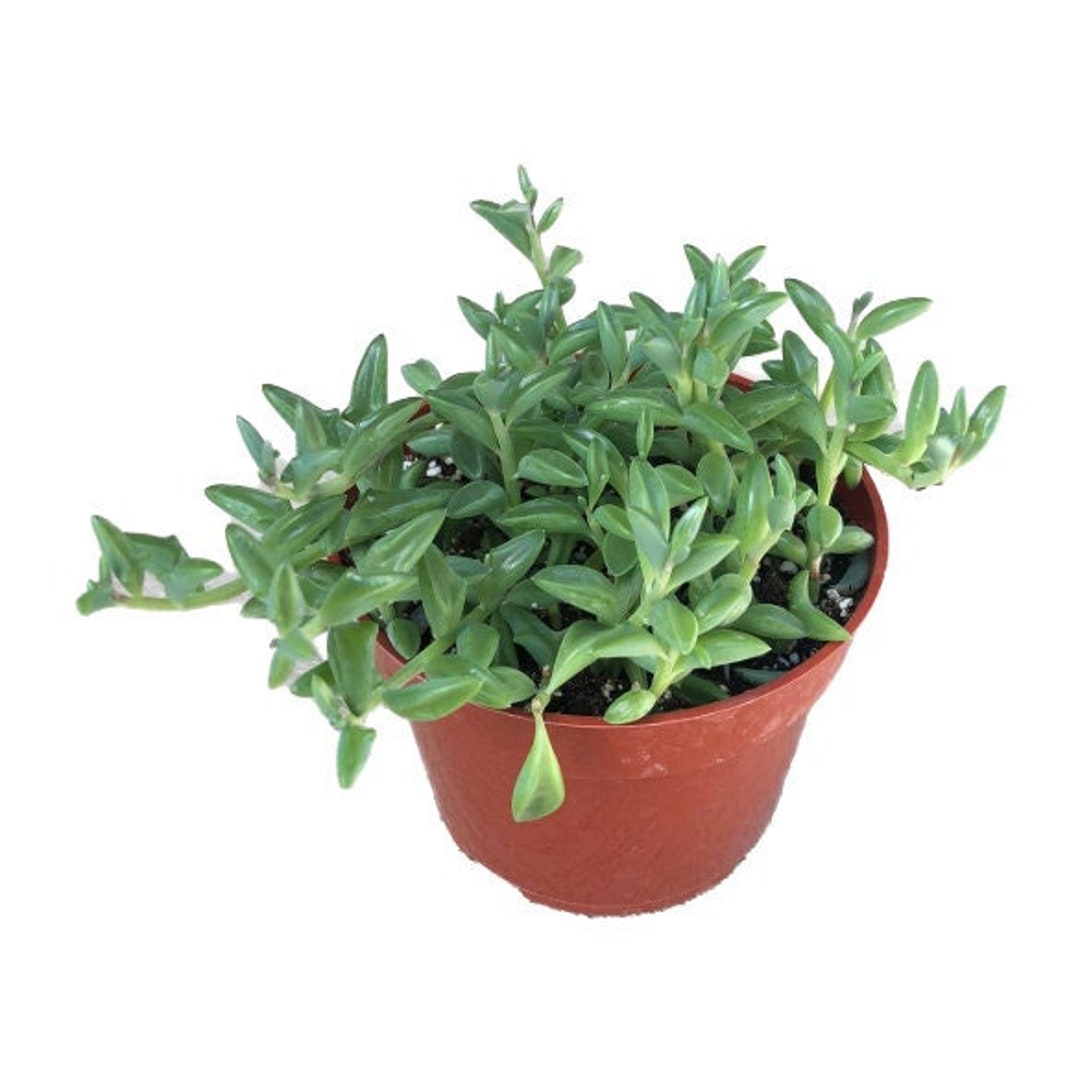String of Dolphins | 4 Inch | Live Succulent Hanging Plant | Indoor ...