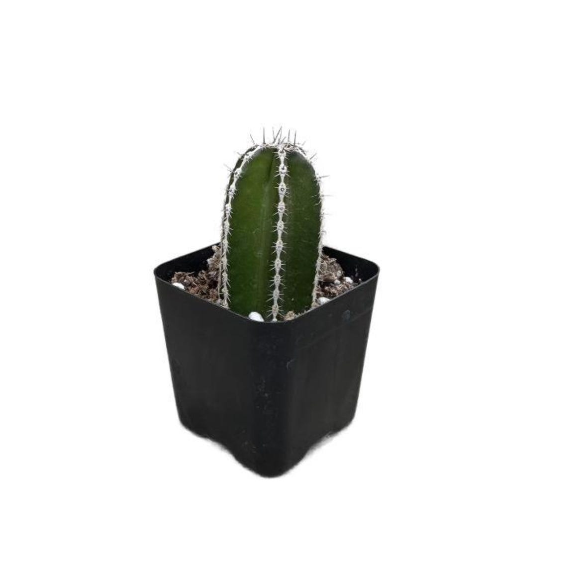 Mexican Fence Post | 2 Inch | Live Cactus Plant | Succulent | Indoor ...
