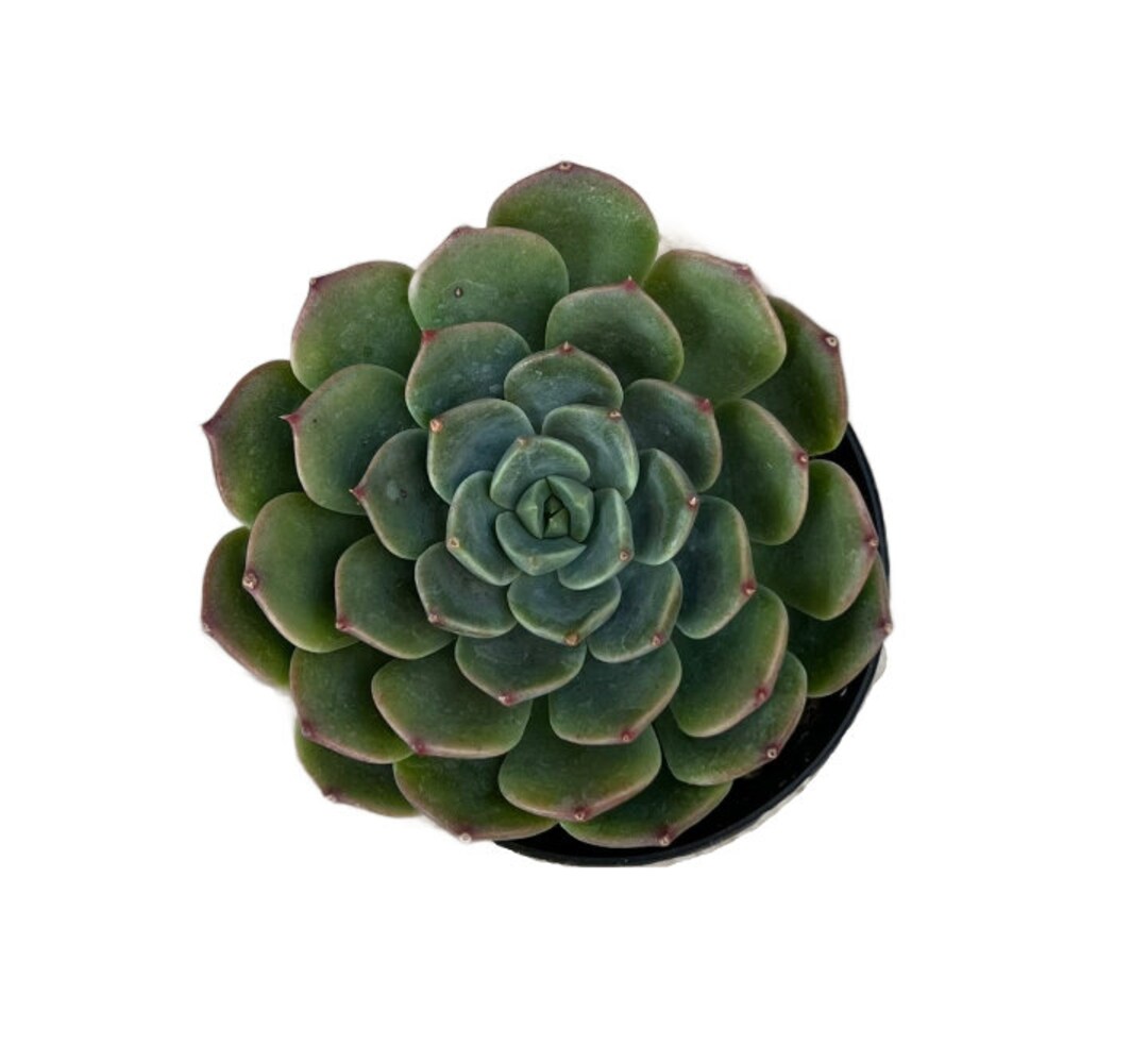 Echeveria Elfstone | 2.5 Inch | Echeveria Hybrid | Live Succulent Plant ...