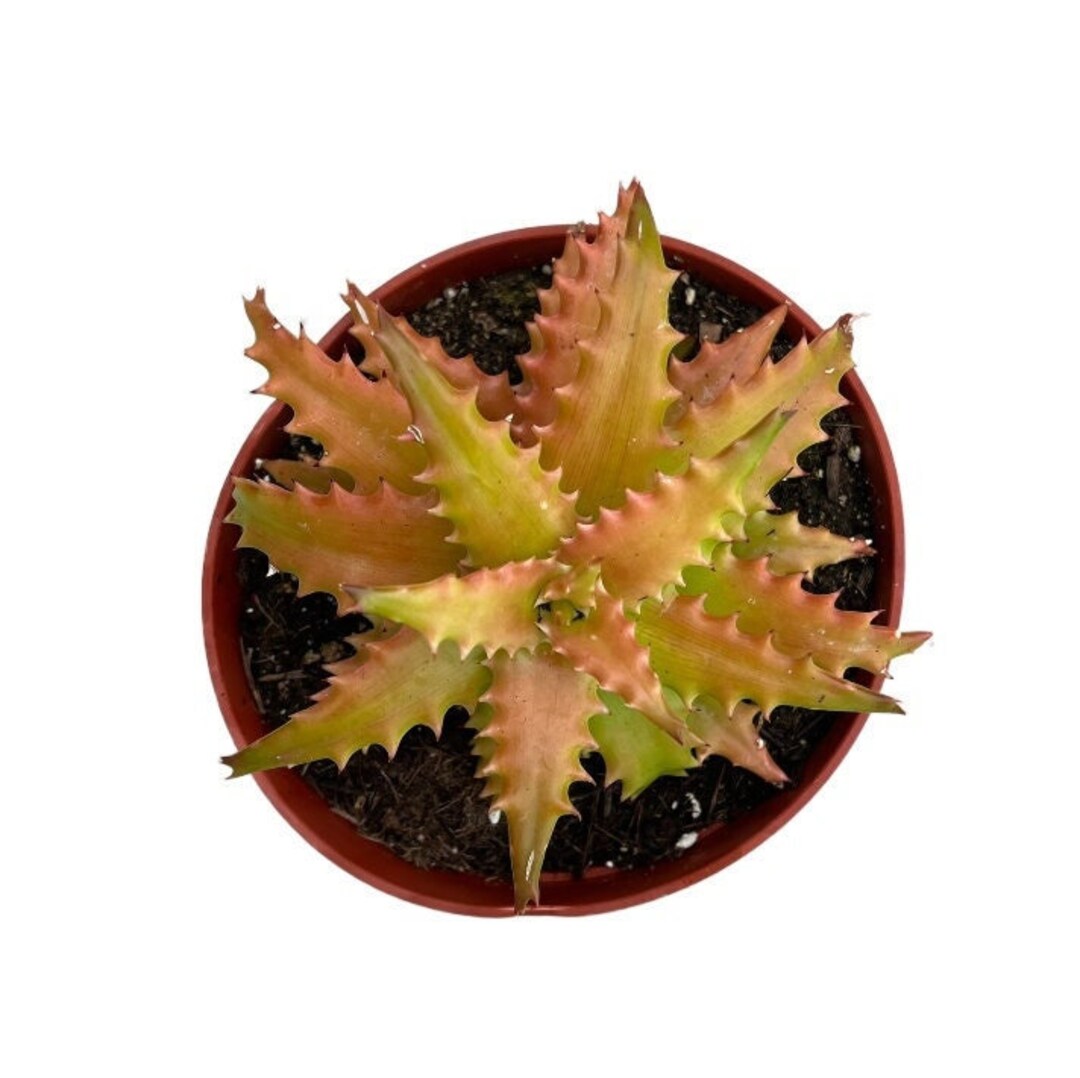 Aloe Sunset | 6 Inch | Aloe Dorotheae | Live Aloe Plant | Succulent ...