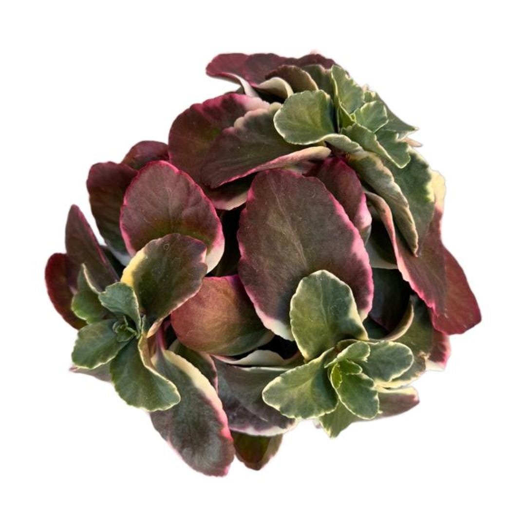 Kalanchoe Creamed Scallops | 1 Gallon | Kalanchoe Bryophyllum ...