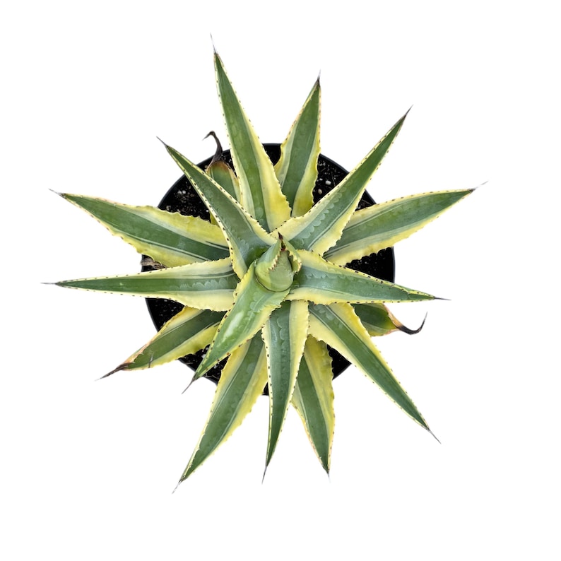 Agave Cornelius Starlight | 8 Inch (bareroot) - Etsy