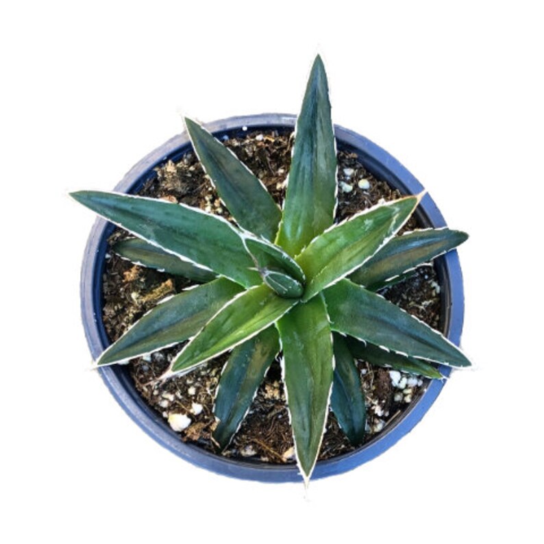 Porcupine Agave 4 Inch Live Succulent Plant Cactus - Etsy