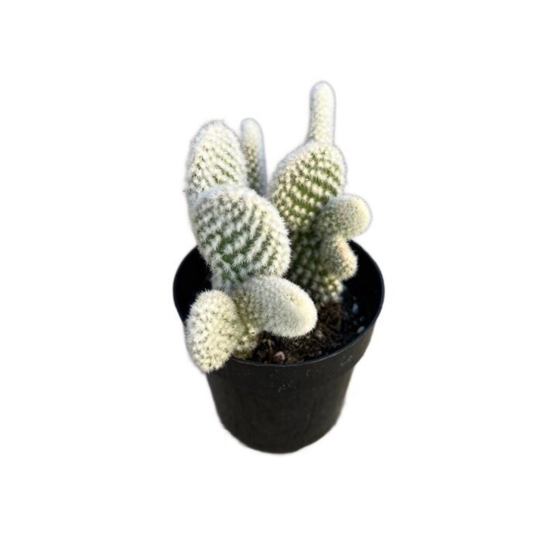 Native Angel Wings 2.5 & 4 Bunny Ears WHITE Opuntia Microdasys Albata ...