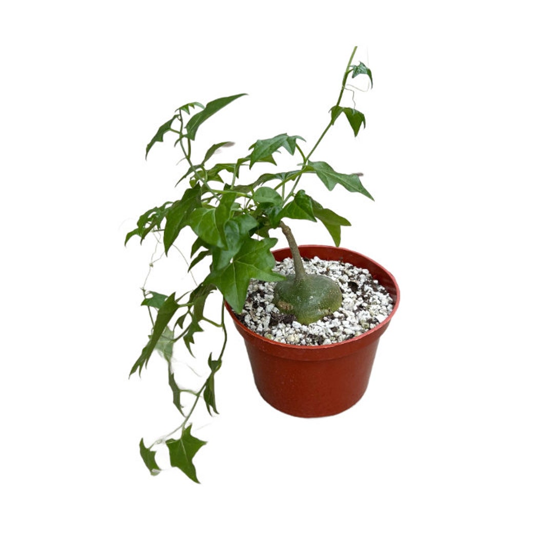 Bigfoot Plant 6 Inch Gerrardanthus Macrorhizus Blob Plant Live ...