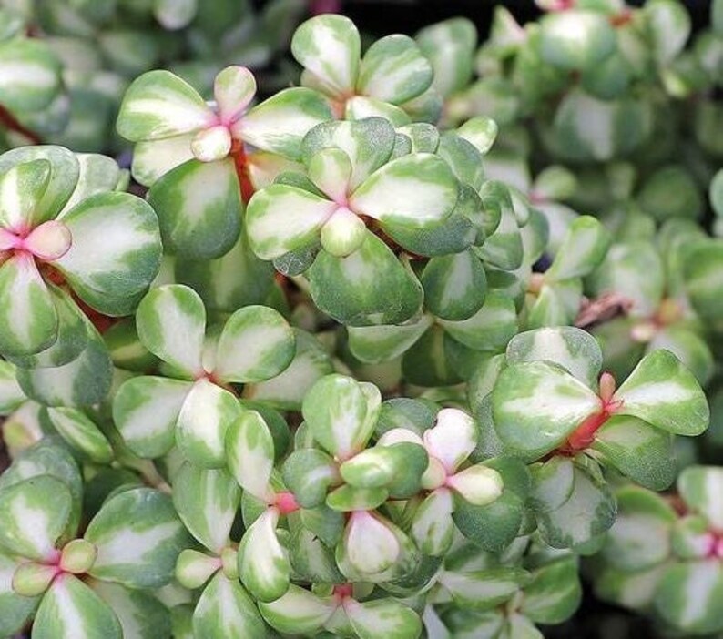 Midstripe Rainbow Bush 4 Inch Live Succulent Hanging Plant - Etsy