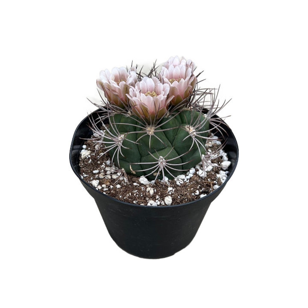 Giant Chin Cactus 6 Inch Gymnocalycium Saglionis Live - Etsy