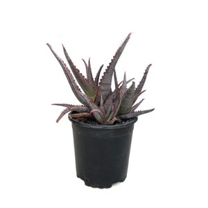 Aloe Diablo | 1 Gallon | Aloe Divaricata | Mr. Toothy Aloe | Devils ...