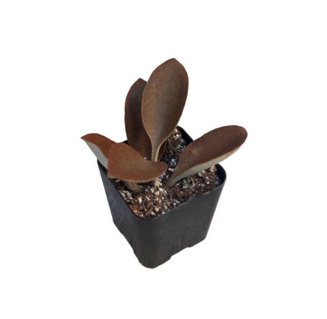 Copper Spoons 2 Inch Kalanchoe Orgyalis Live Succulent Plant Indoor ...