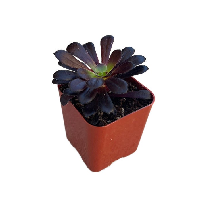 Black Rose 2 Inch Aeonium Zwarktop Black Beauty Live - Etsy