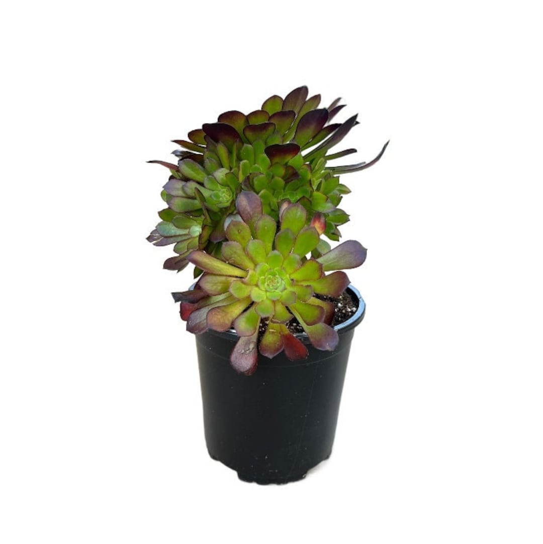 Tree Houseleek 1 Gallon Aeonium Spp Live Succulent Plant Indoor Plant ...