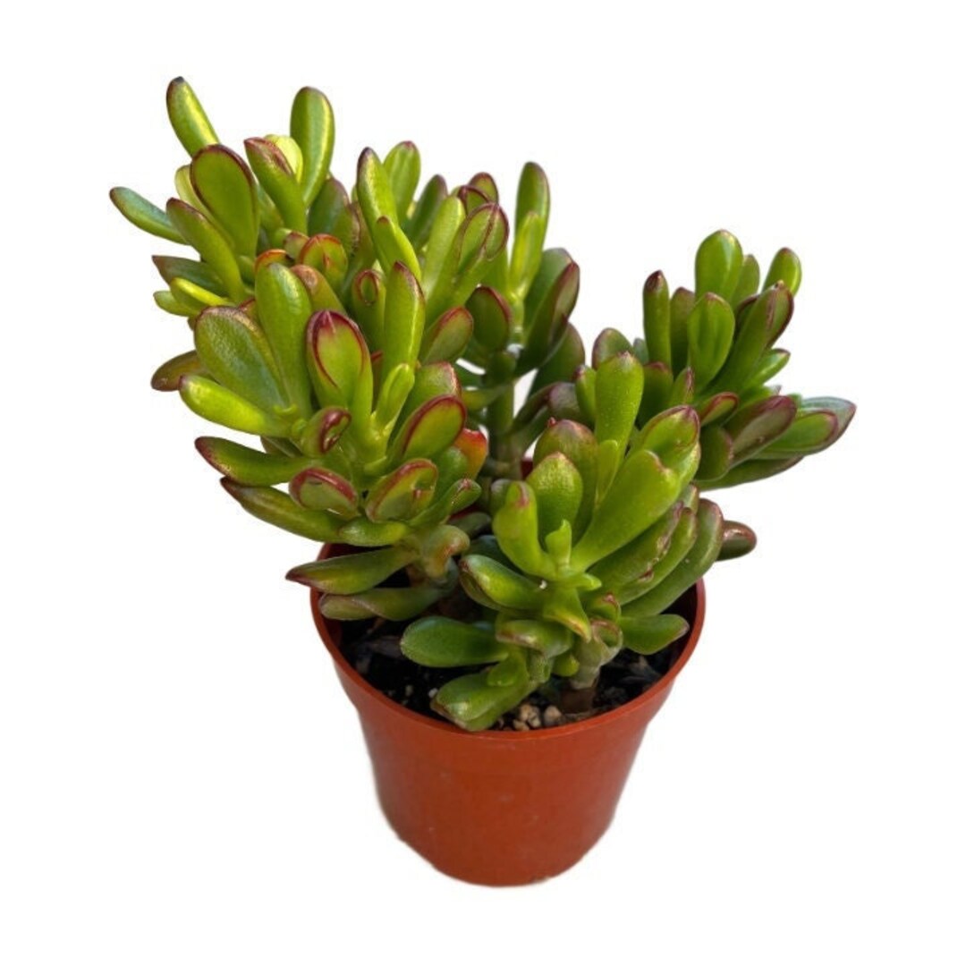 Crassula Ovata Hobbit Jade 4 Inch Live Succulent Plant Indoor Plant ...