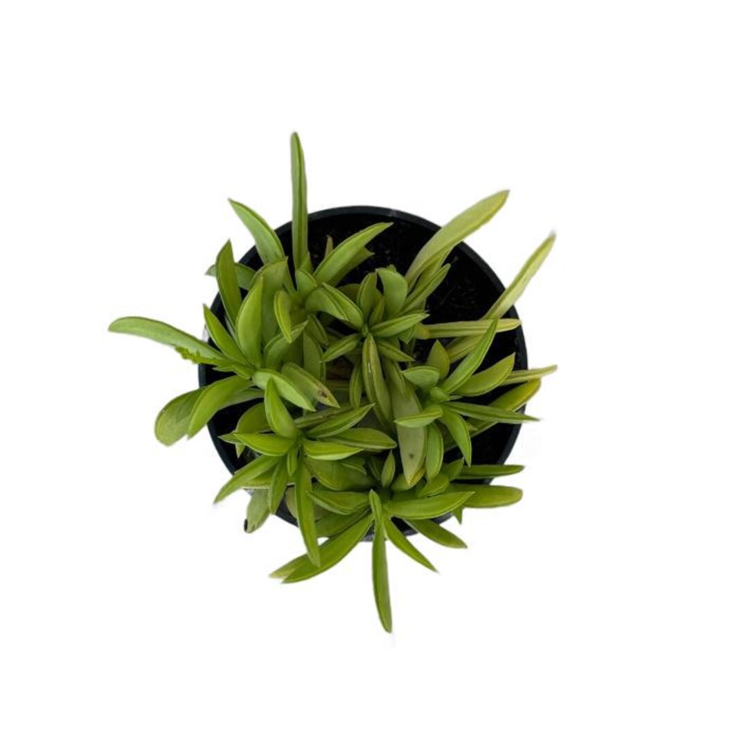 Prayer Pepper | 4 Inch | Peperomia Dolabriformis | Live Plant | Indoor ...