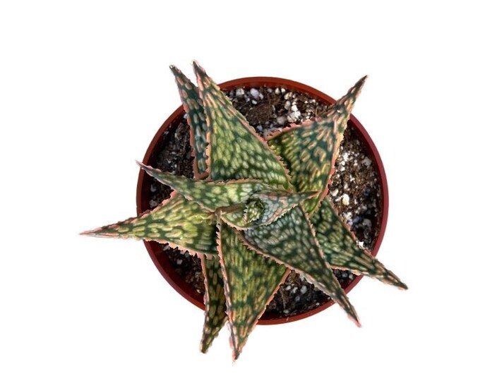 Aloe Firecracker | 4 Inch | Live Succulent Plant | Indoor Plant | House ...