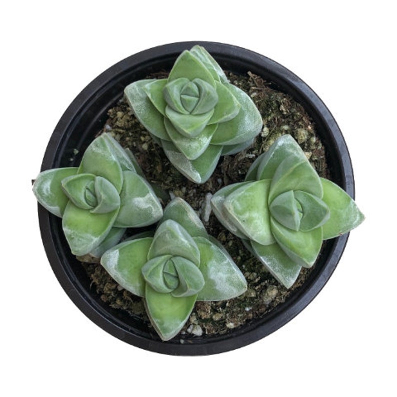 Moonglow 4 Inch Crassula Live Succulent Plant Indoor - Etsy