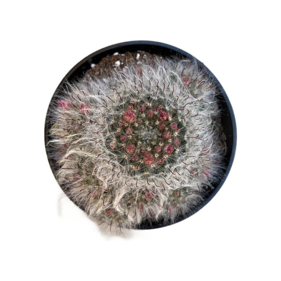 Powder Puff Cactus | 4 Inch | Mammillaria Bocasana | Live Cactus Plant ...