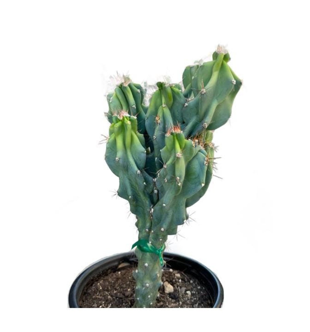 Blue Monstrose Apple Cactus No 03 5 Gallon Cereus Peruvianus Monstrose ...