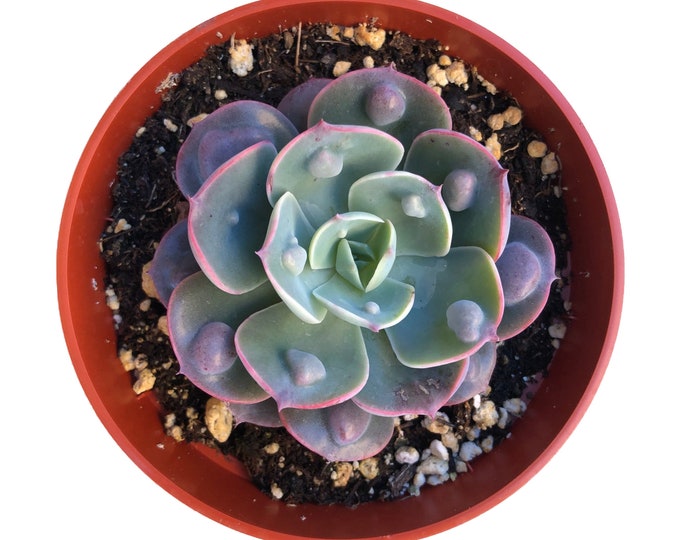 Echeveria Raindrops | 4 Inch | Live Succulent Plant | Indoor Plant ...