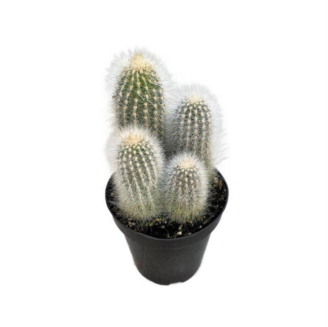 Thrixanthocereus Senilis | 4 Inch | Live Cactus | Succulent | Indoor ...