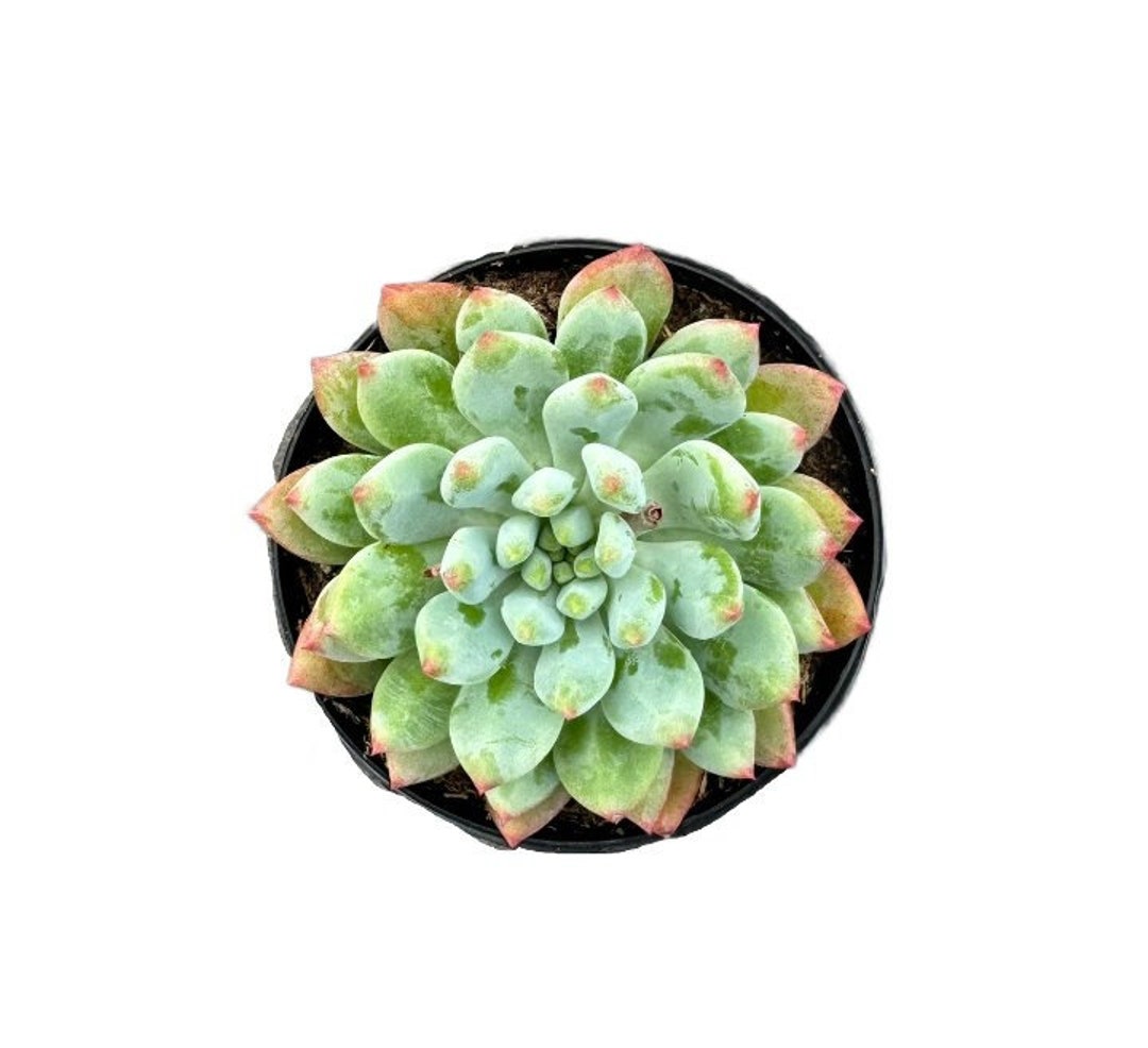 Sedeveria Blue Elf | 2.5 Inch | Happy Plant | Sedeveria Hybrid | Live ...