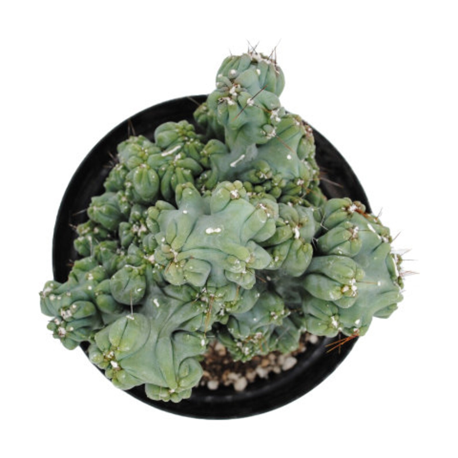 Ming Thing Cactus 6 Inch Cereus Forbesii Monstrose Live | Etsy