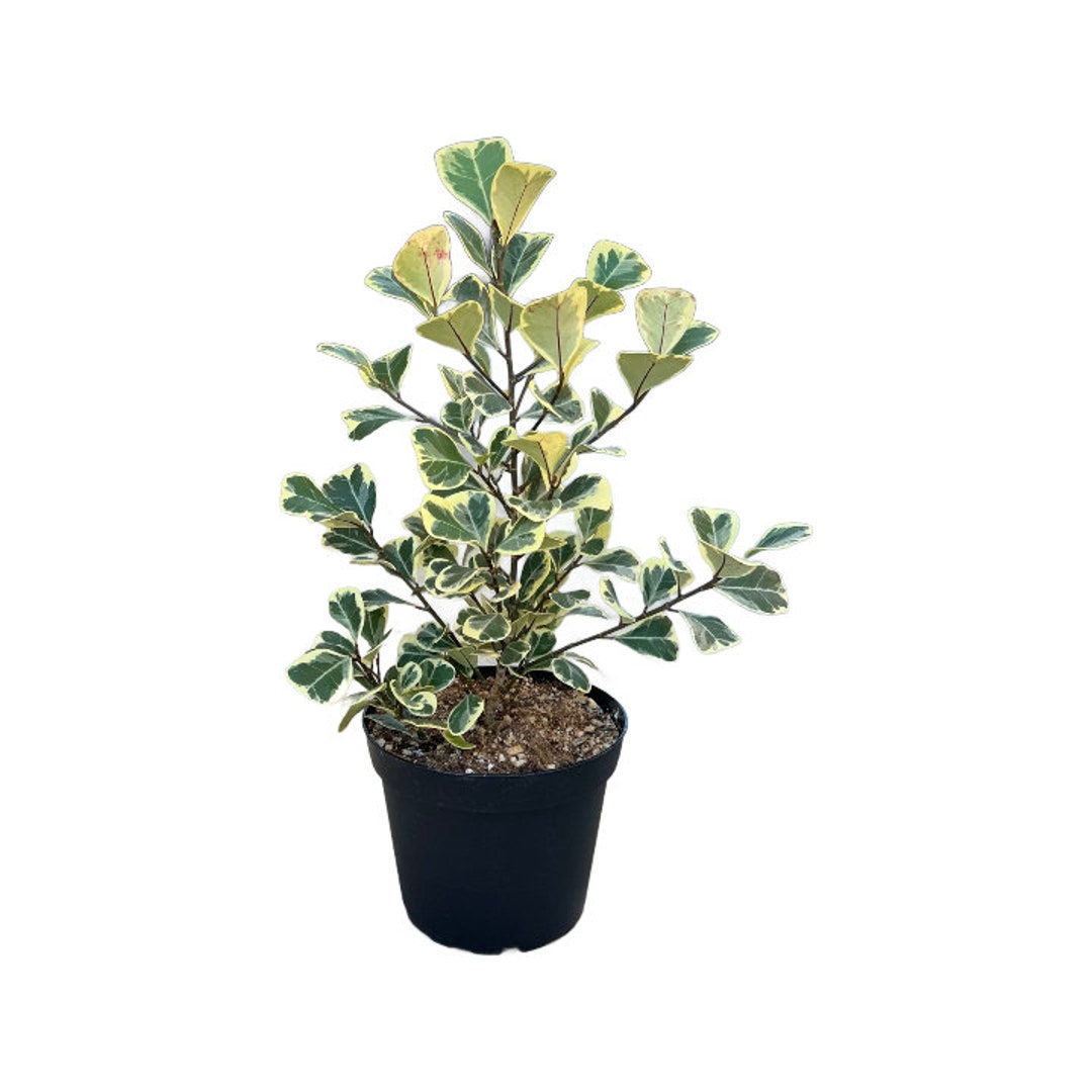 Native Triangle Fig Tree 6 Inch Variegated Ficus - Etsy
