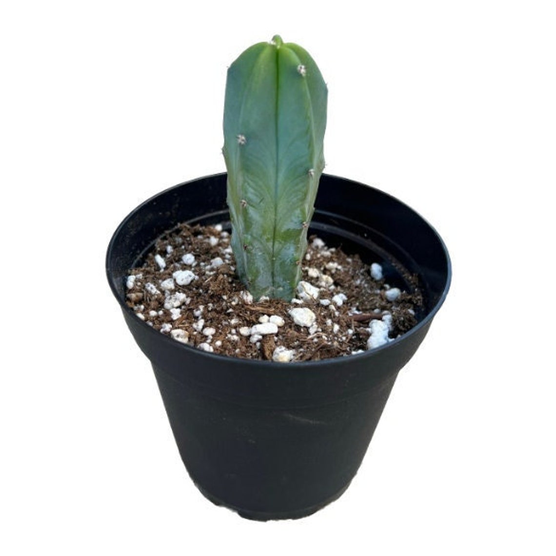 Blue Myrtle Cactus 4 Inch Myrtillocactus Geometrizans - Etsy