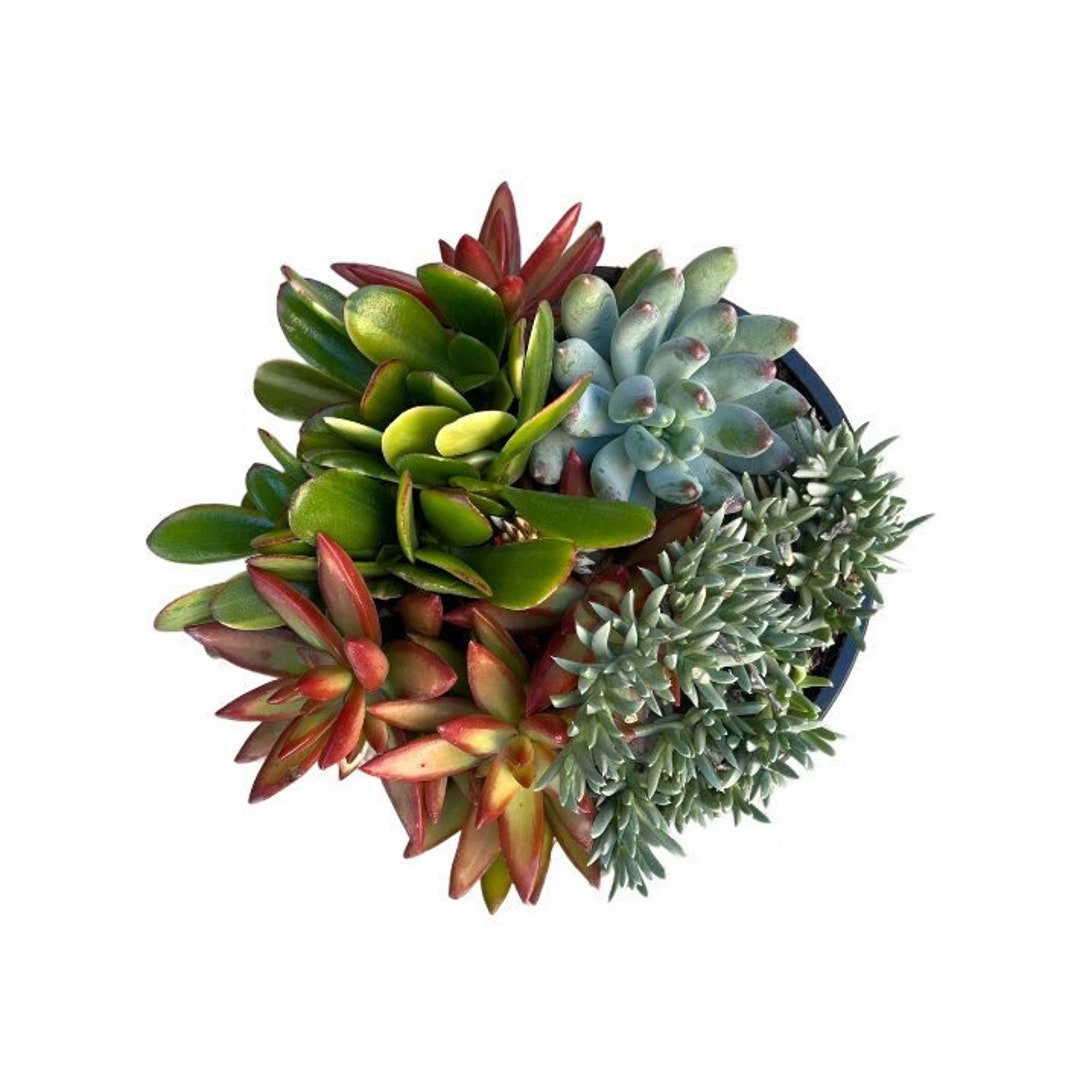 Native West Succulent Garden 1 Gallon Assorted Succulents Home Decor ...