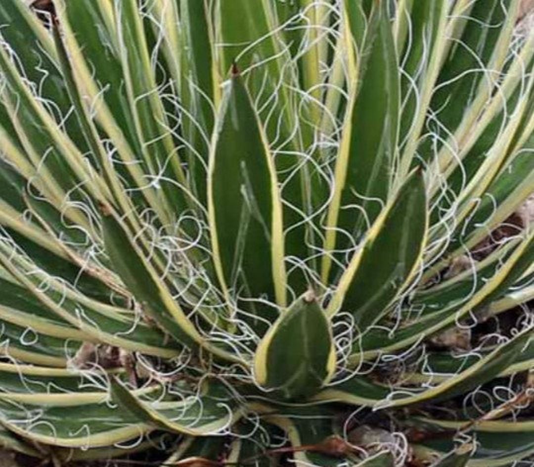 Queen of White Thread Agave | 8 Inch | Century Plant | Live Plant ...
