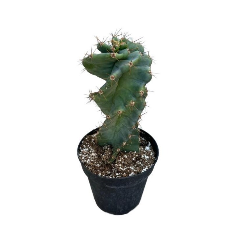 Twisted Cactus - Etsy