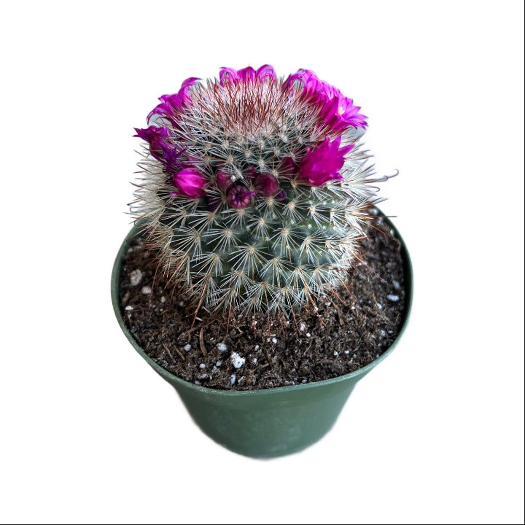 Red-headed Irishman Cactus 4 Inch Mammillaria Spinosissima - Etsy