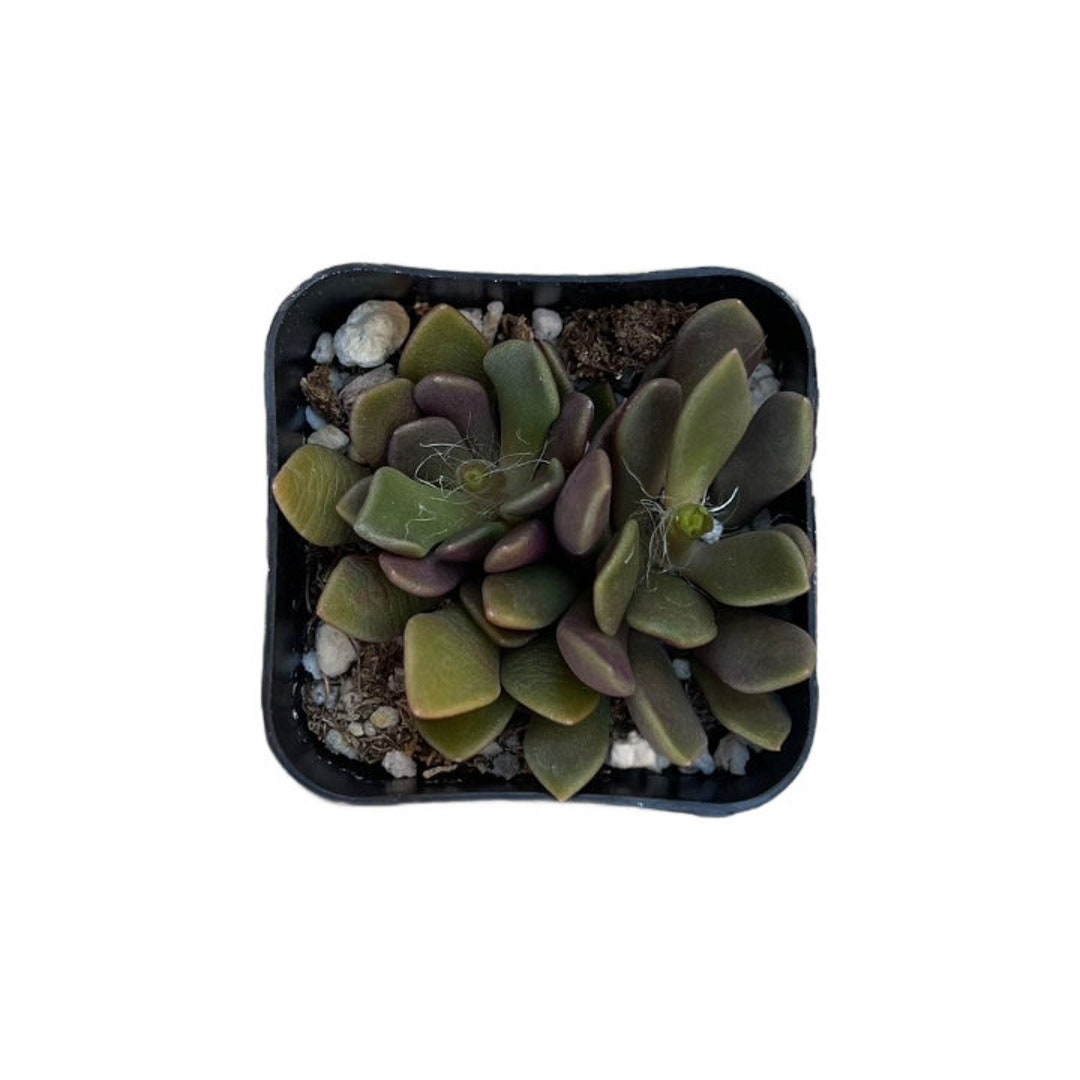 Sand Rose | 2 Inch | Live Succulent Plant | Indoor Plant | House Plant ...