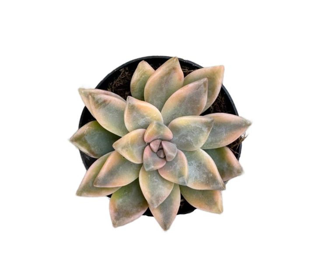 Jester | 2.5 Inch | Graptopetalum Paraguayense | Live Succulent Plant ...