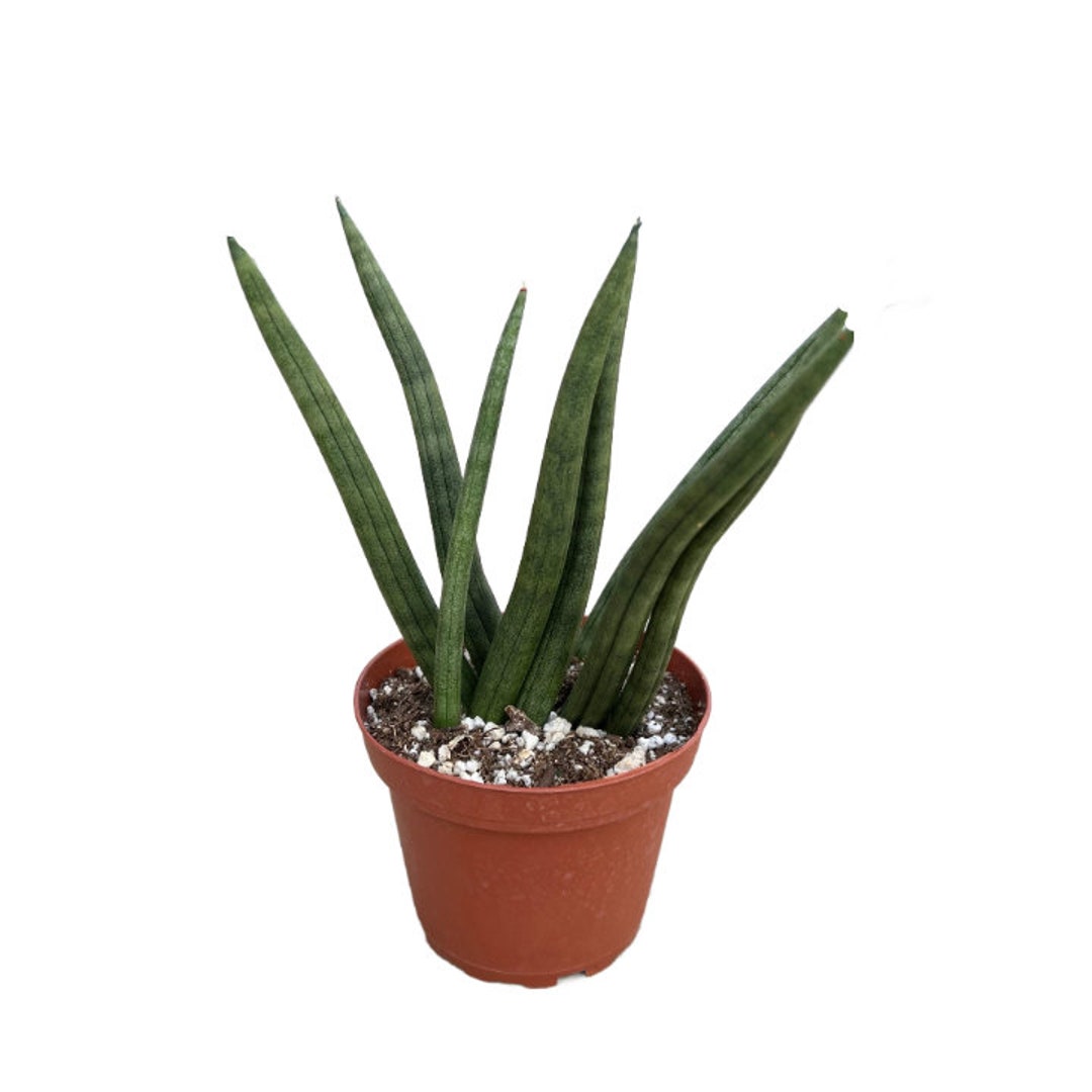 Sansevieria Cylindrica Straight 4 Inch Dragon Fingers Snake Plant Air ...