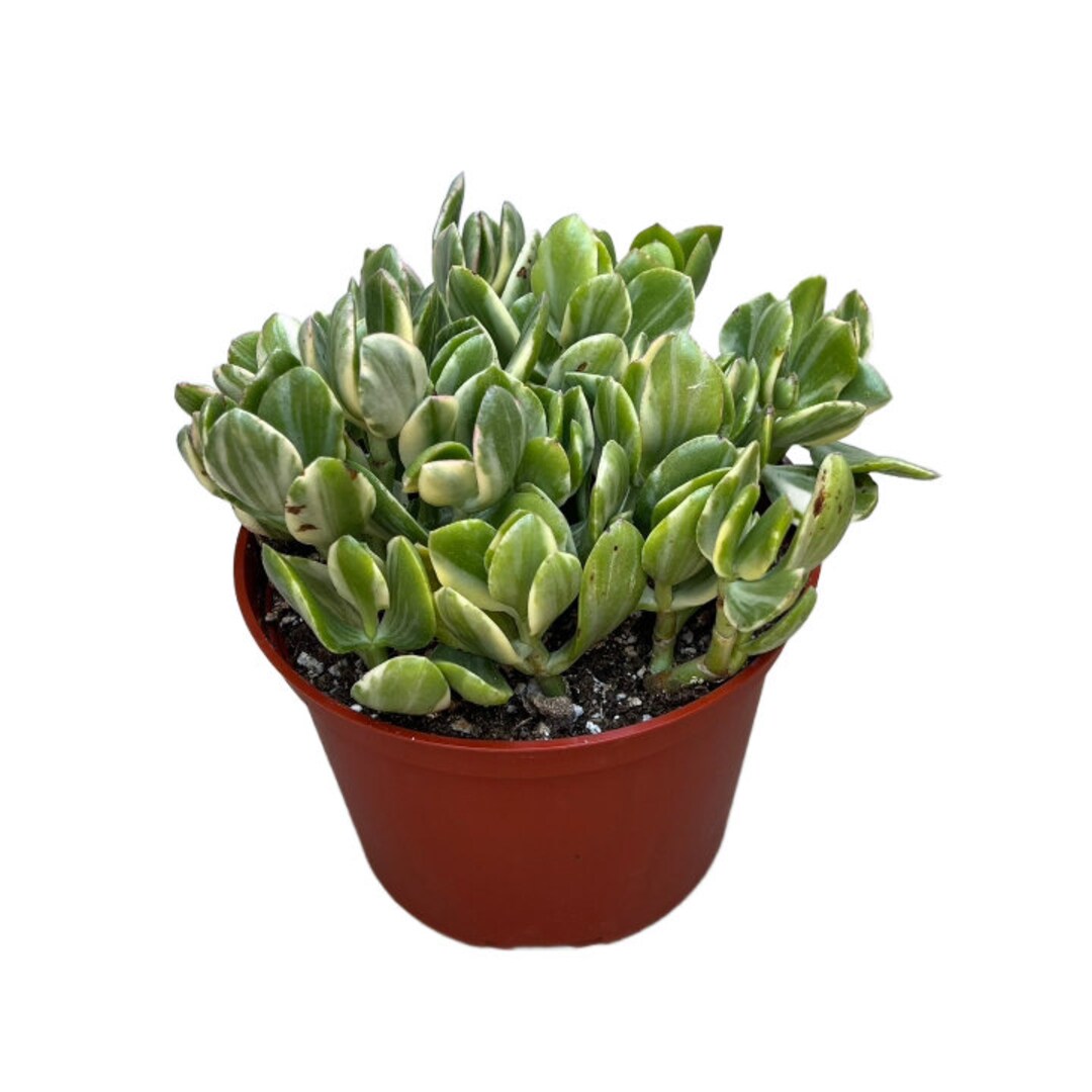 Native Variegated Jade Plant 6 Inch Live Succulent Plant - Etsy