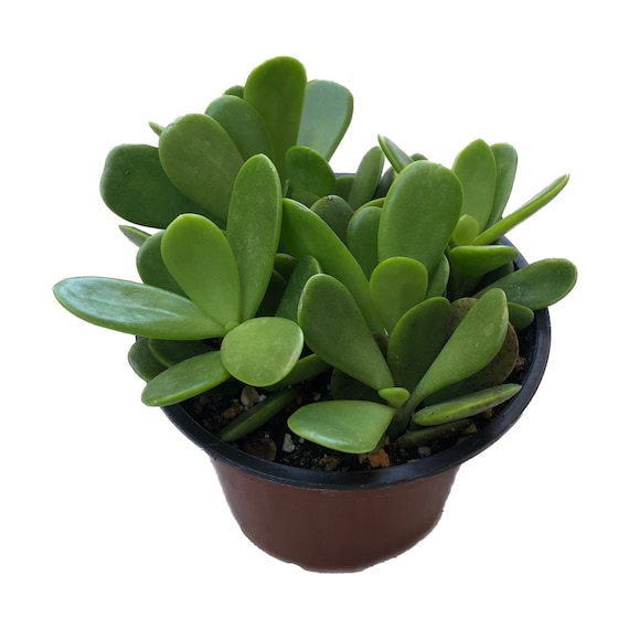 Weeping Jade 4 Inch Live Succulent Hanging Plant Indoor - Etsy