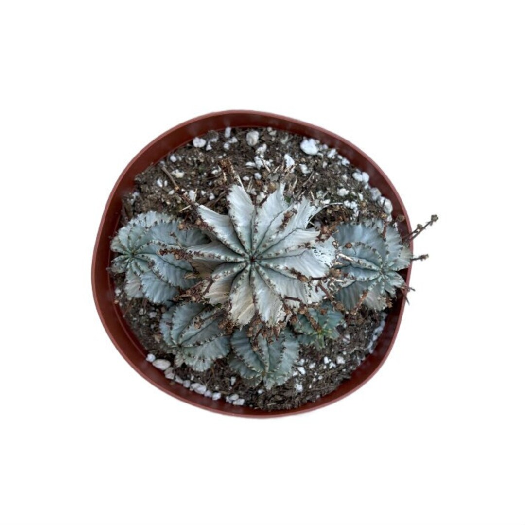 Snowflake Cactus Clusters No 10 6 Inch Euphorbia Polygona Live Cactus ...