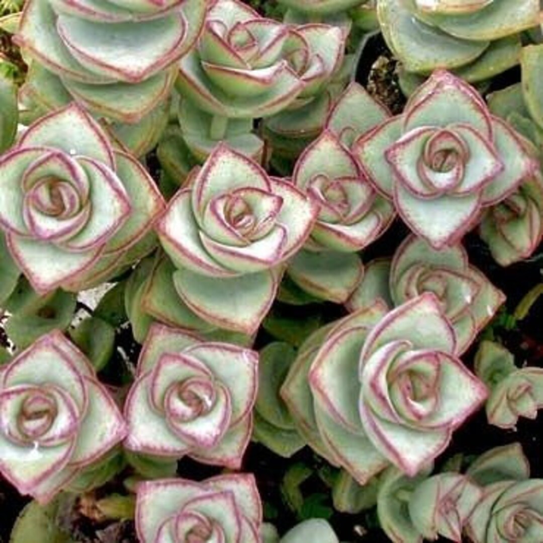 String of Buttons | 2 Inch | Crassula Perforata | Live Succulent Plant ...