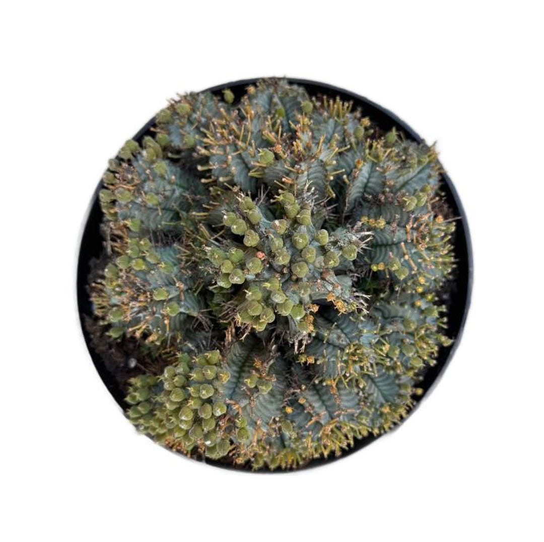 Euphorbia Ice Storm No 01 | 8 Inch | Snowflake Cactus | Euphorbia ...
