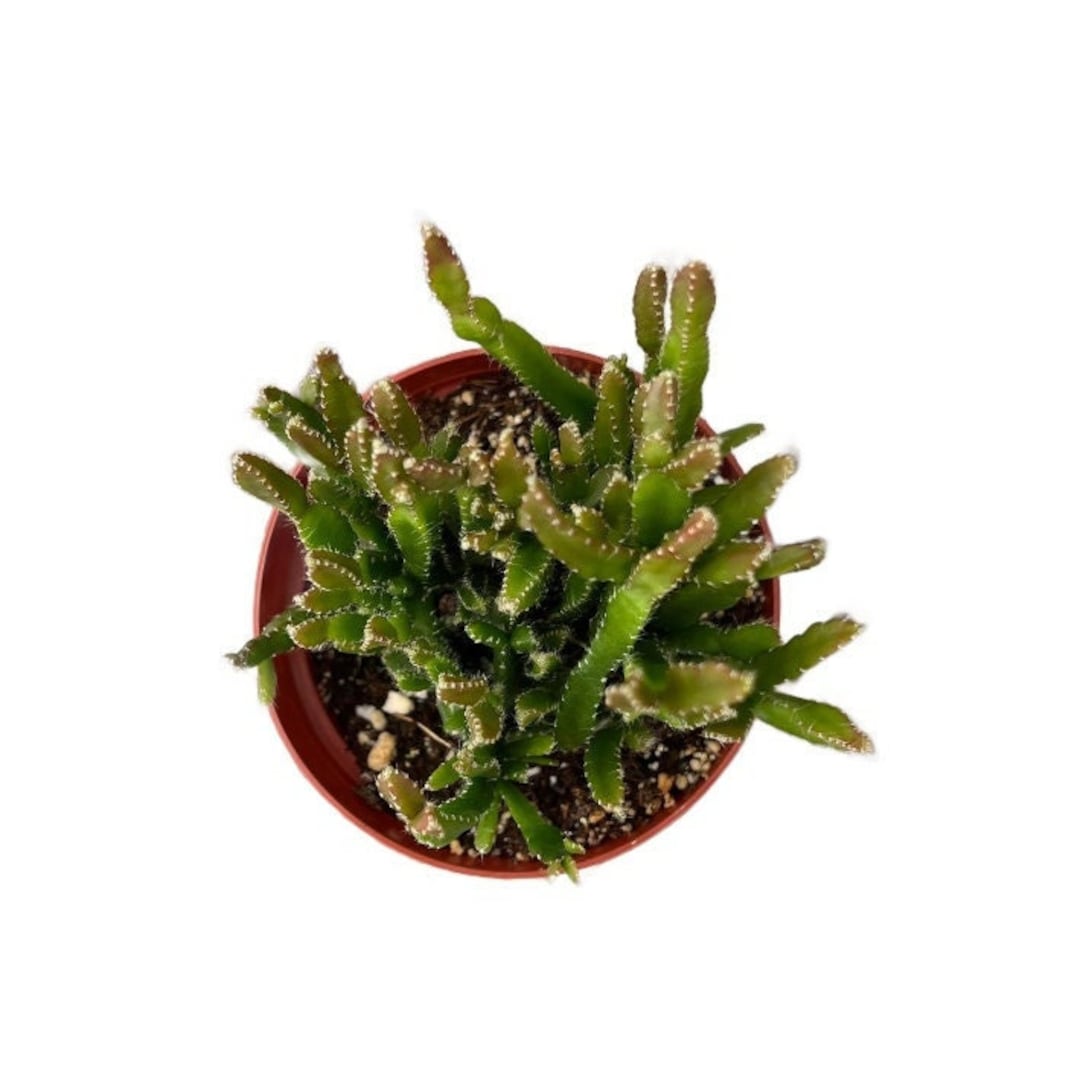 Rhipsalis Cereoides | 4 Inch | Link Cactus | Live Cacti Plant ...