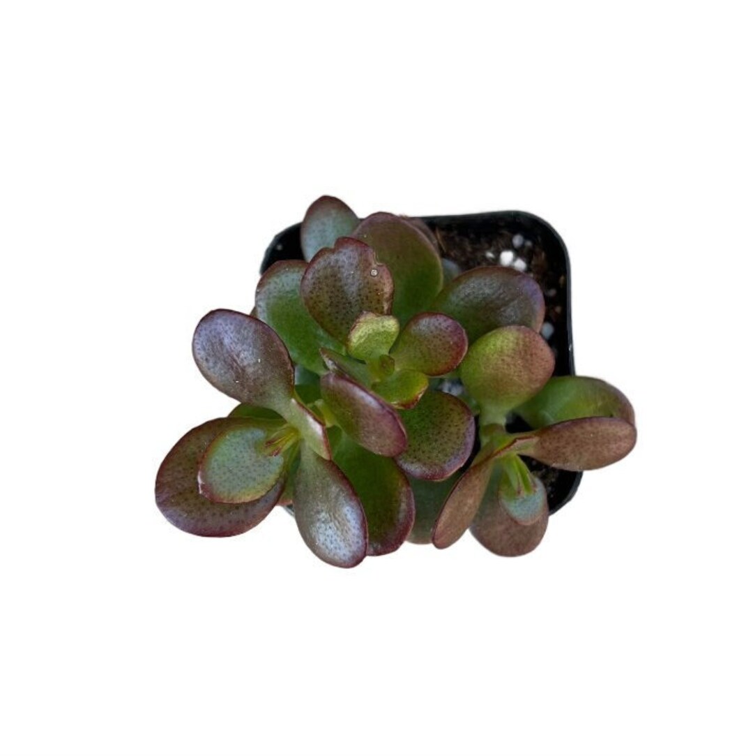 Native Crosby's Compact Mini Jade | 2 Inch | Crassula Ovata Compacta ...